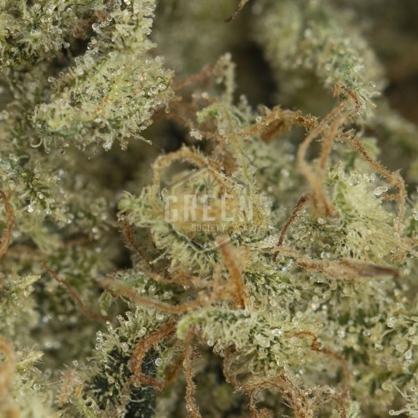 Cinderella 99 | Buy Weed Online Canada | Green Society