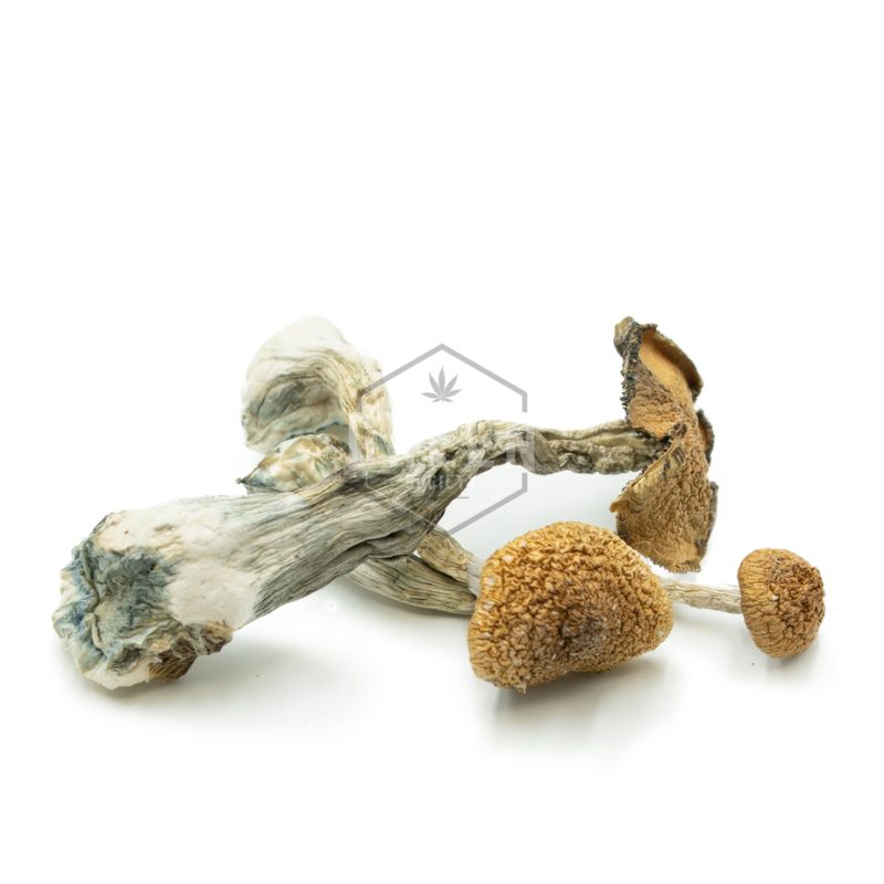 Psilocybe Cubensis B+ | Buy Mushrooms Online Canada | Green Society