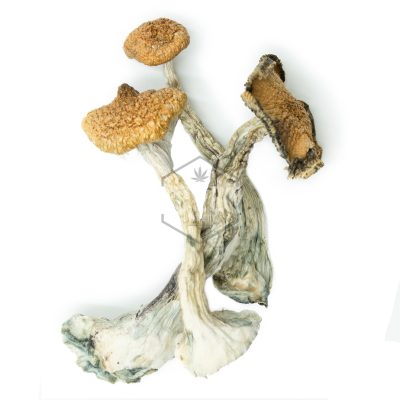 Psilocybe Cubensis B+ | Buy Mushrooms Online Canada | Green Society