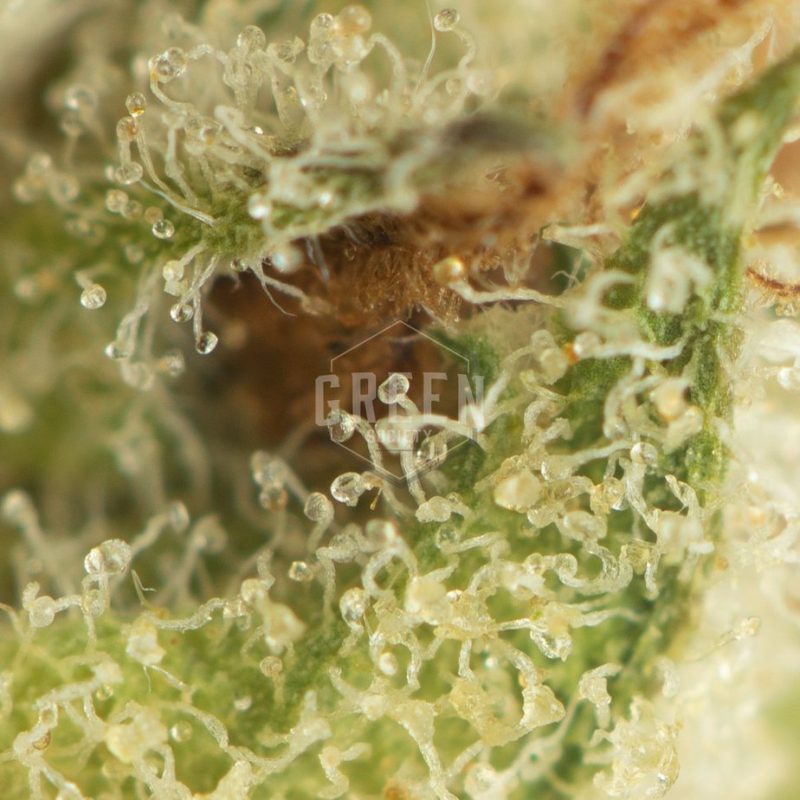 Raspberry Cough | Buy Weed Online | Green Society