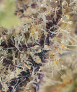 Forbidden Fruit | Buy Weed Online Canada | Green Society