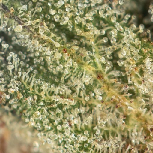 Pink Gas Mask | Buy Weed Online | Green Society