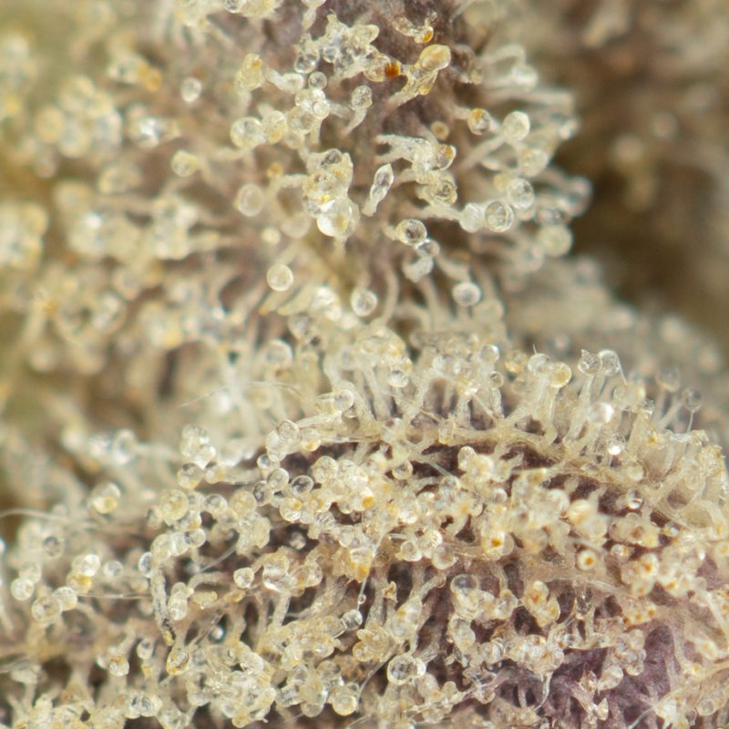 Garlic Strain | Buy Weed Online | Green Society