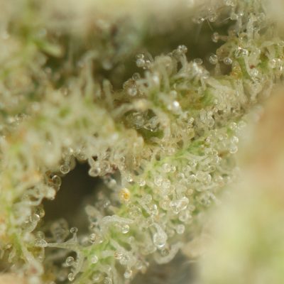 Miracle Alien Cookies #10 (Smalls) | Buy Weed Online | Green Society