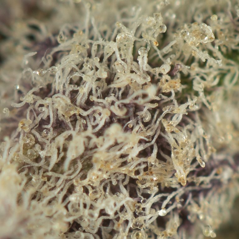 Raspberry Cough | Buy Weed Online | Green Society