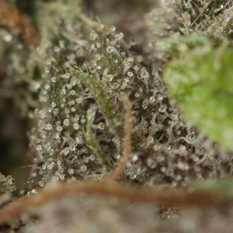 Greasy Death Bubba (Smalls) | Buy Weed Online | Green Society Greasy Death Bubba (Smalls) | Buy Weed Online | Green Society