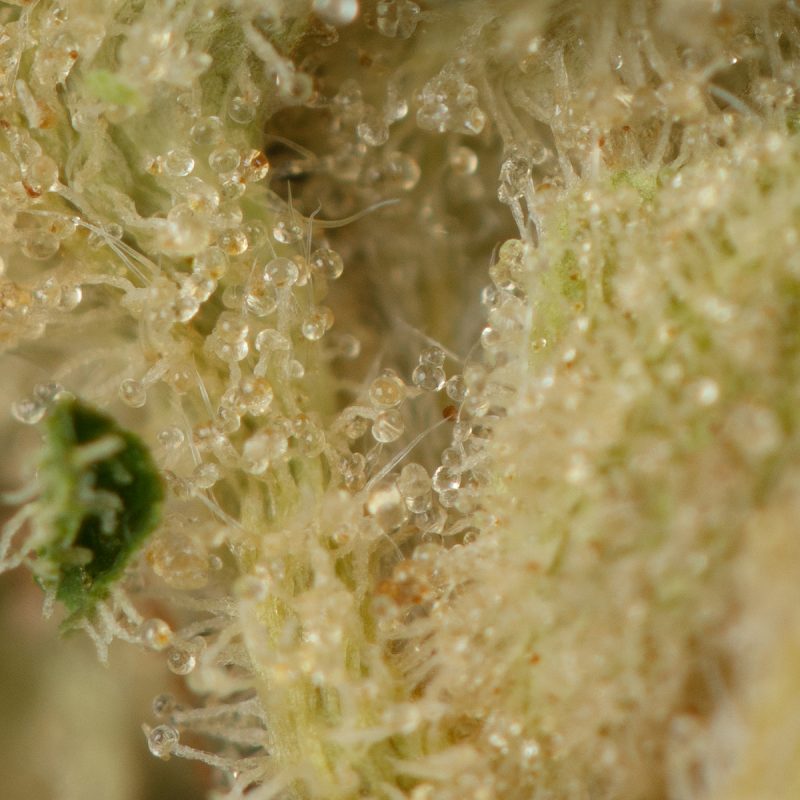 Gas Mask Strain | Buy Weed Online Canada | Green Society