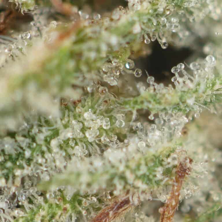 Platinum Bubba Kush Strain | Buy Weed Online | Green Society
