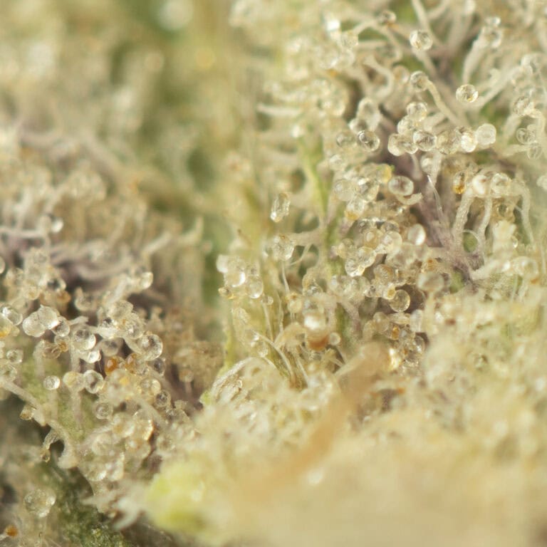 Strawberry Haze Strain | Buy Weed Online | Green Society