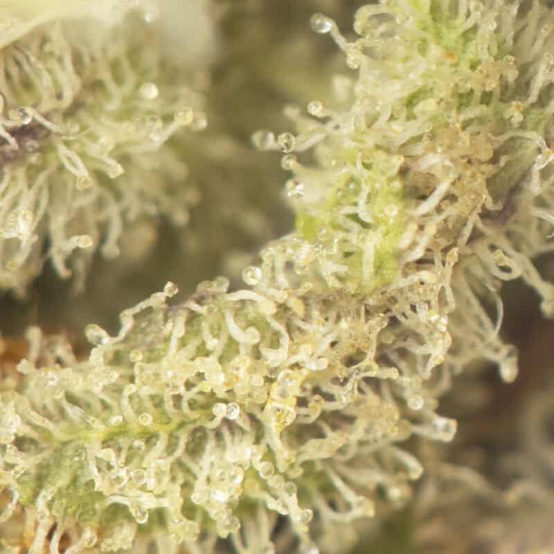 Buy Zkittlez Strain Online | Buy Weed Online | Green Society