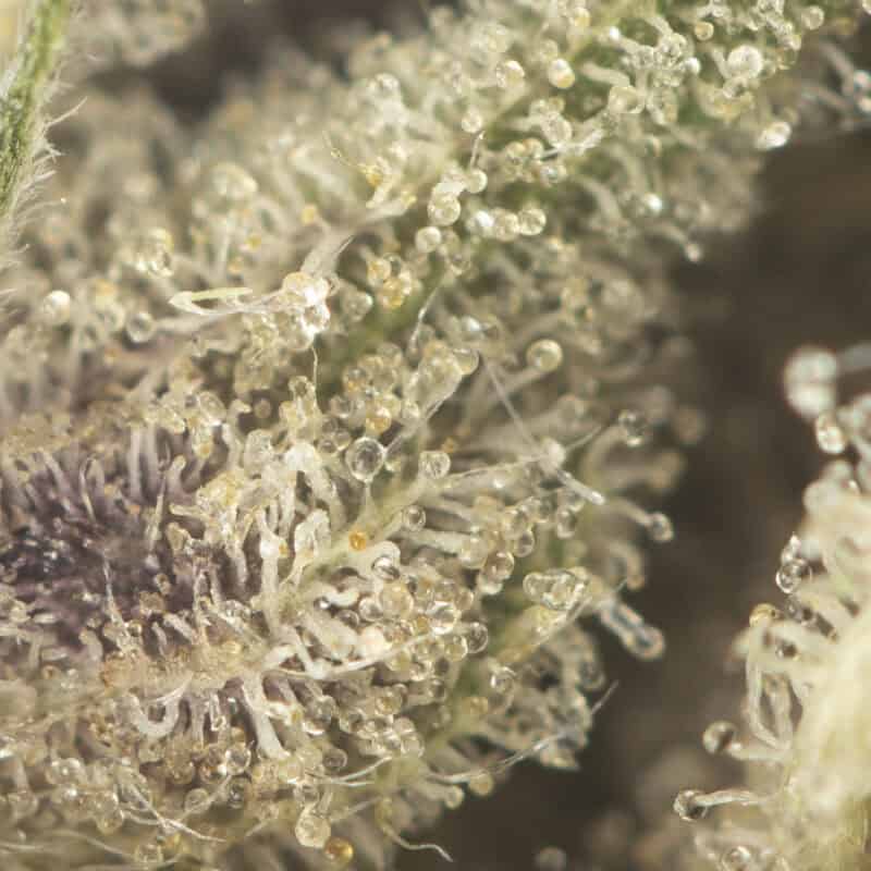 Buy Pink God Strain | Buy Weed Online | Green Society