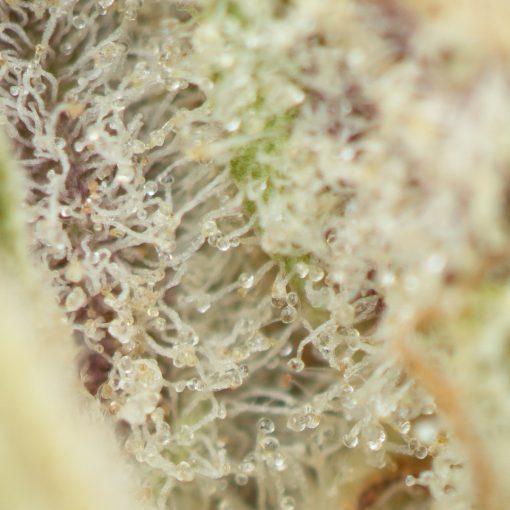 Buy Weed Online at Green Society Canada's #1 Online Dispensary