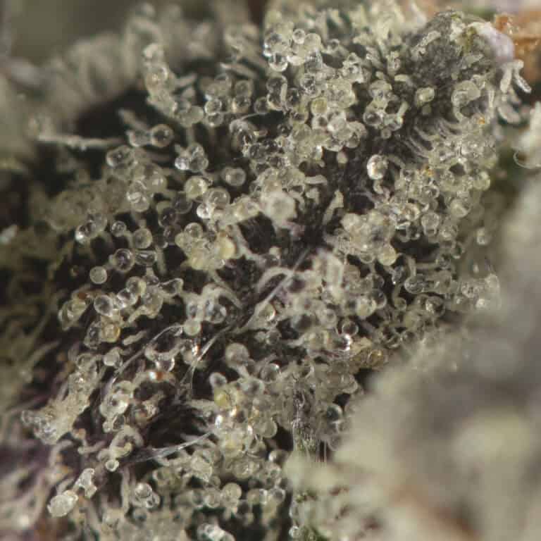 King Louis XIII Strain | Buy Weed Online Canada | Green Society