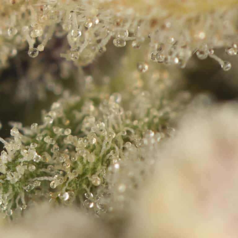 Platinum Rockstar Kush | Buy Weed Online | Green Society